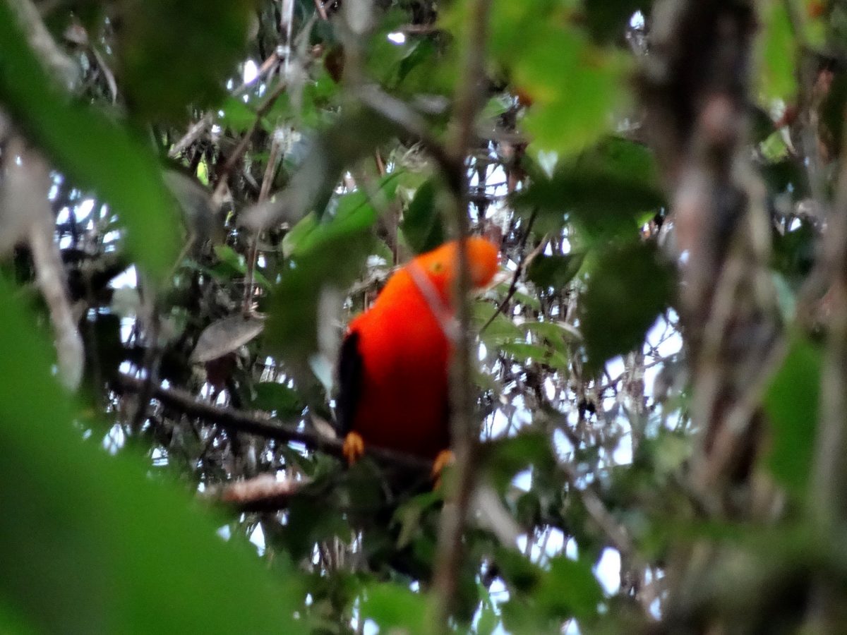 Ultimate Venezuelan Wildlife Tour – Angel-Eco Tours