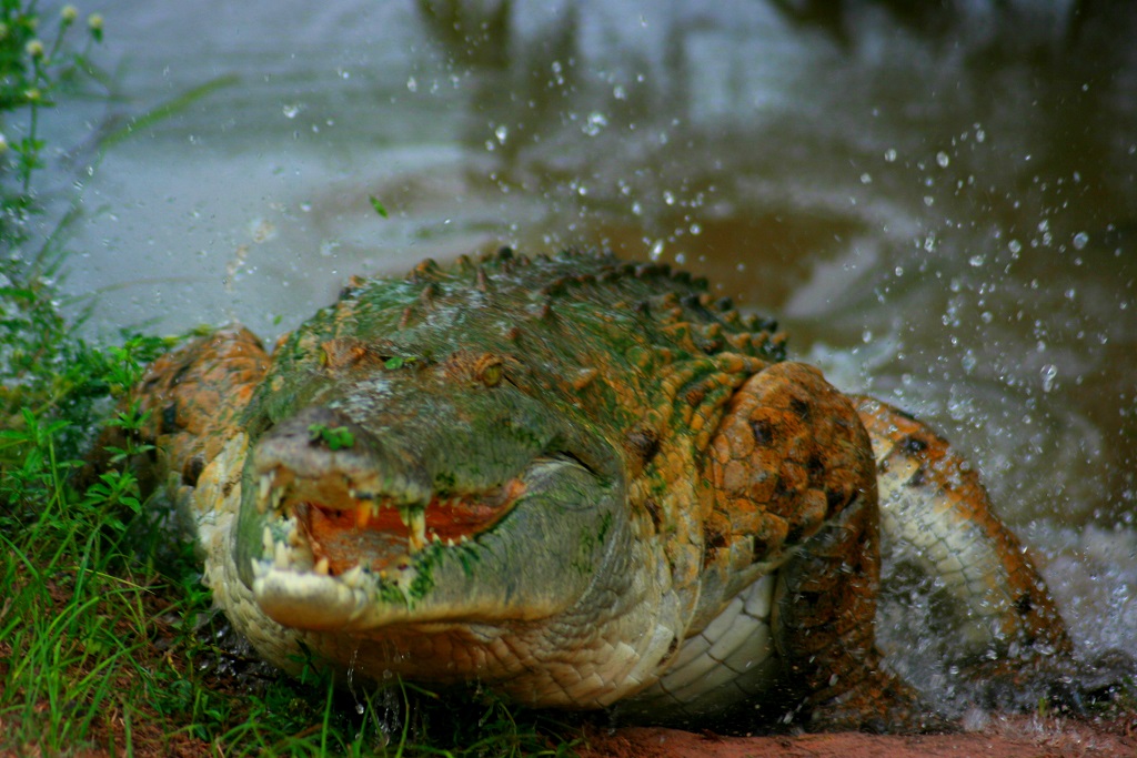 Venezuelan Wildlife – Interesting Facts – Angel-Eco Tours