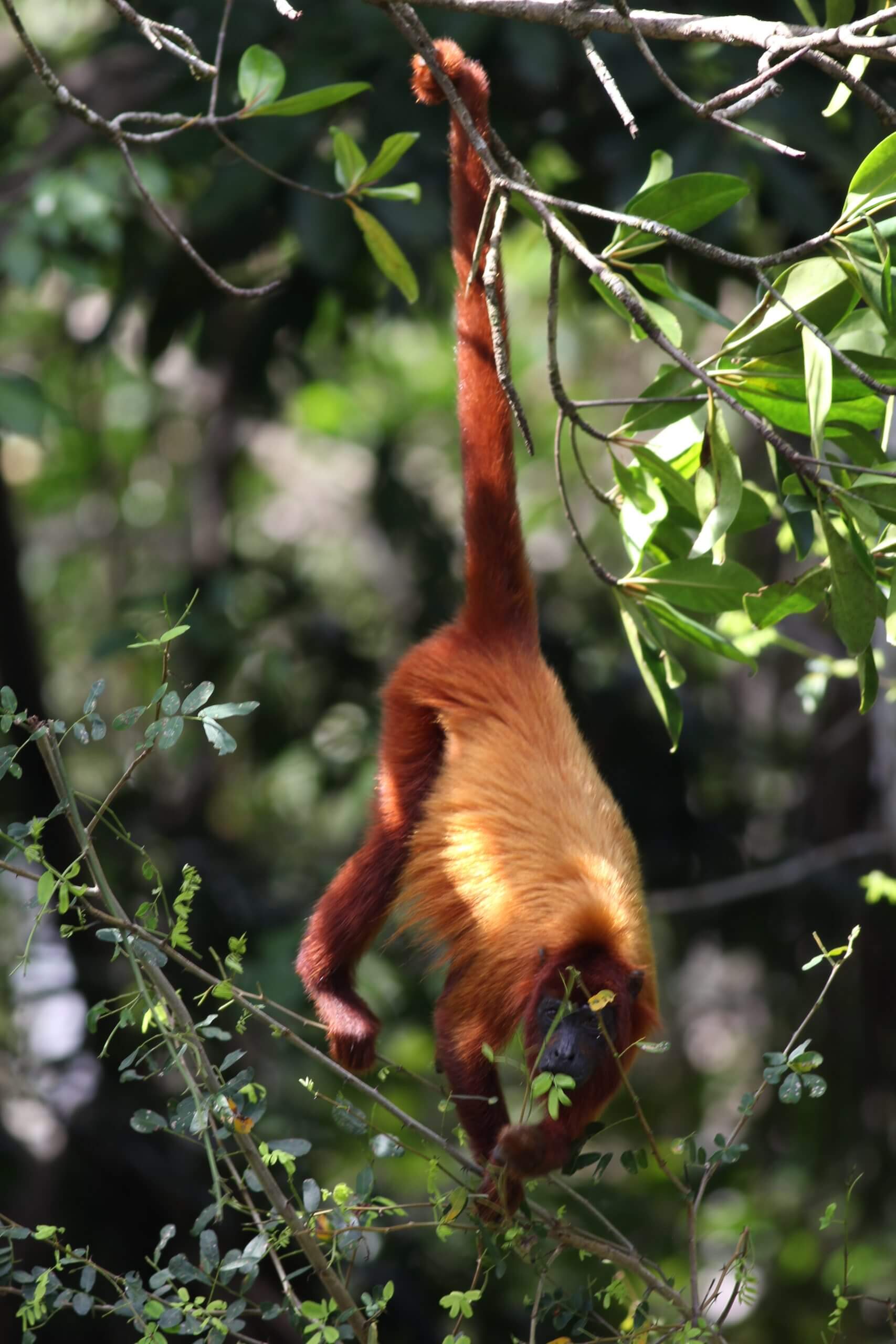 Orinoco Delta – Angel-Eco Tours